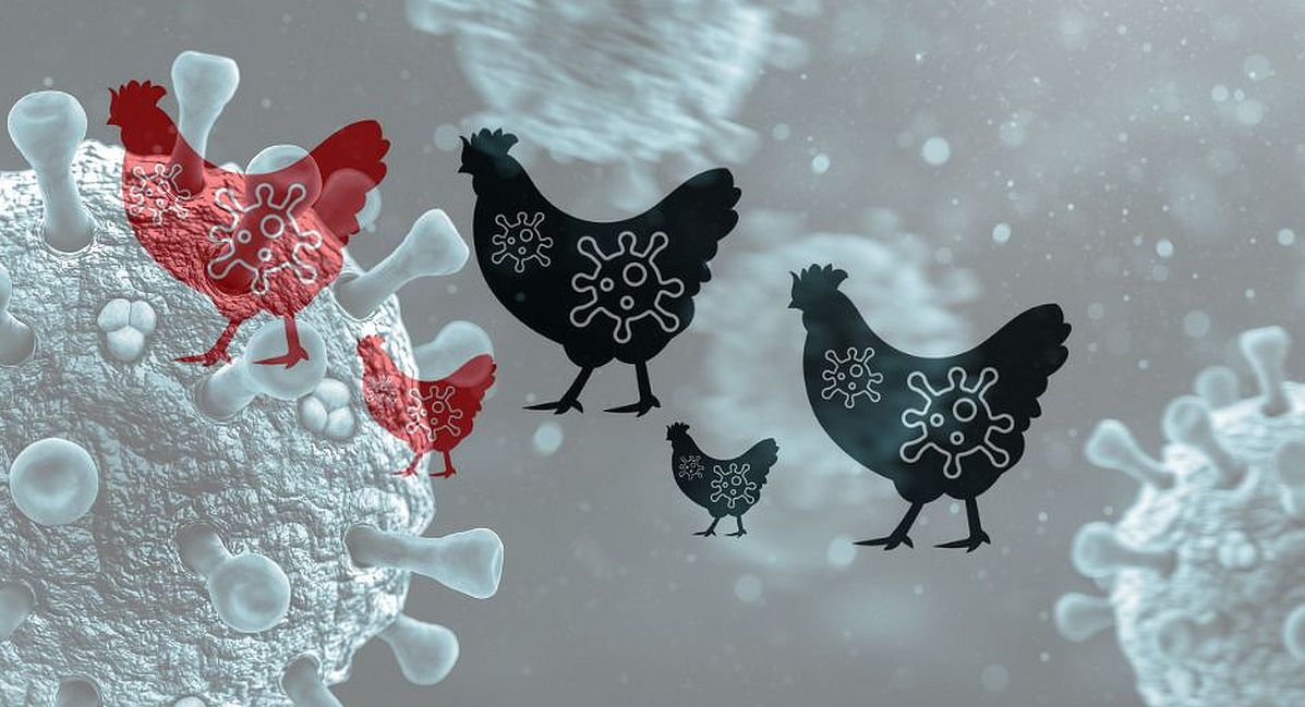 Poultry Analysis - September/October 2023 - Chicken Facts