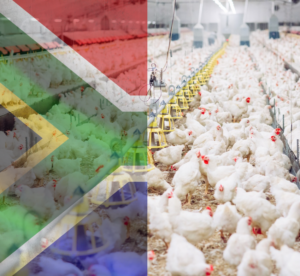South African Poultry Industry Outlook 2025 - ChickenFacts